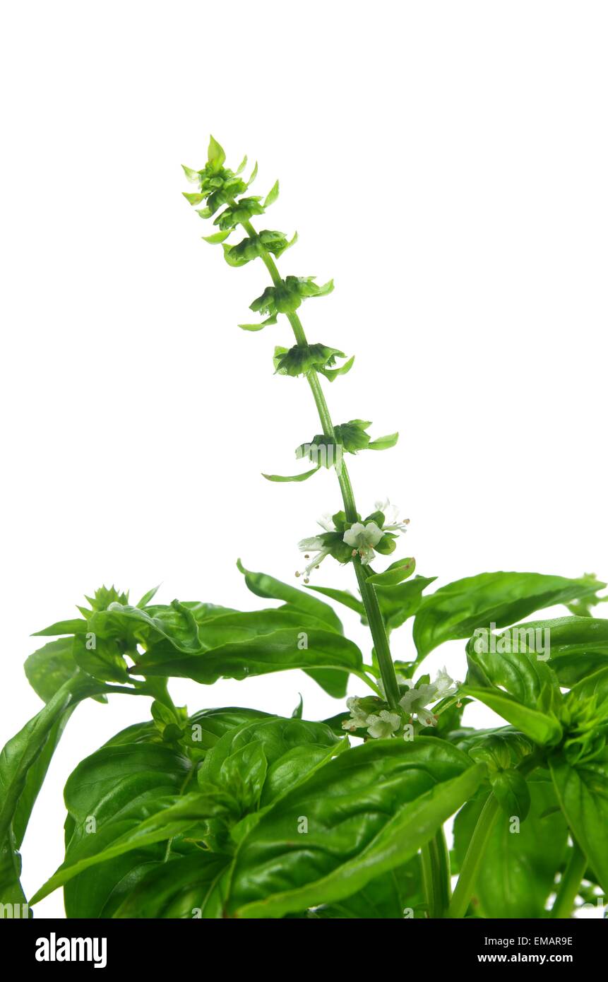 green fresh basil with flower on white background Stock Photo - Alamy
