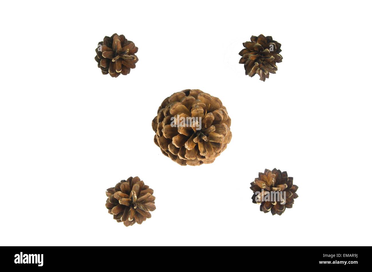 five pine cone on a white background Stock Photo - Alamy