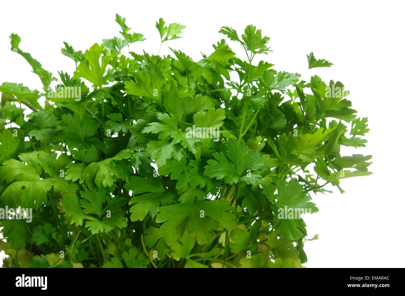 growing parsley on white background Stock Photo - Alamy