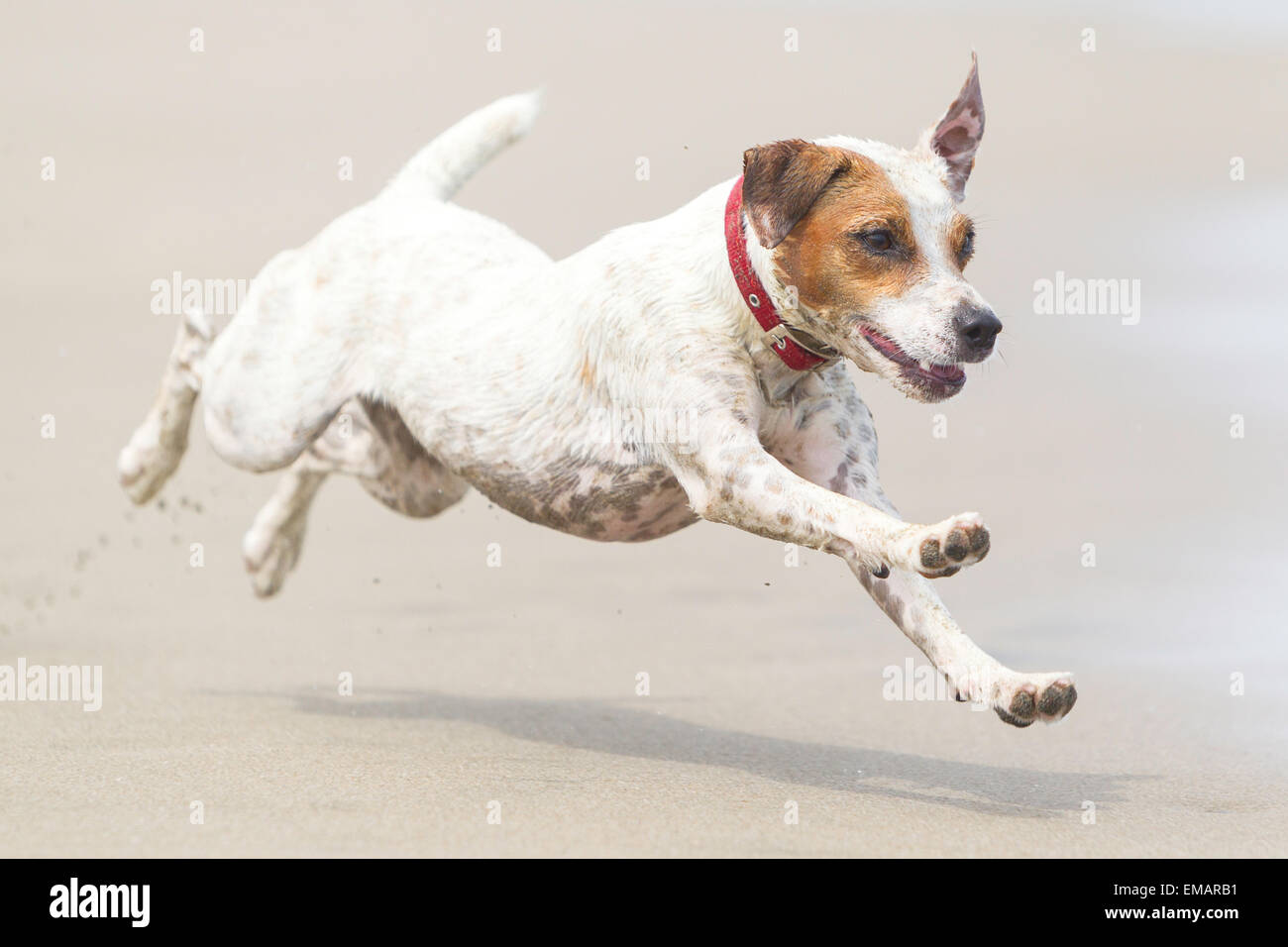 Terrier running low angle hi-res stock photography and images - Alamy