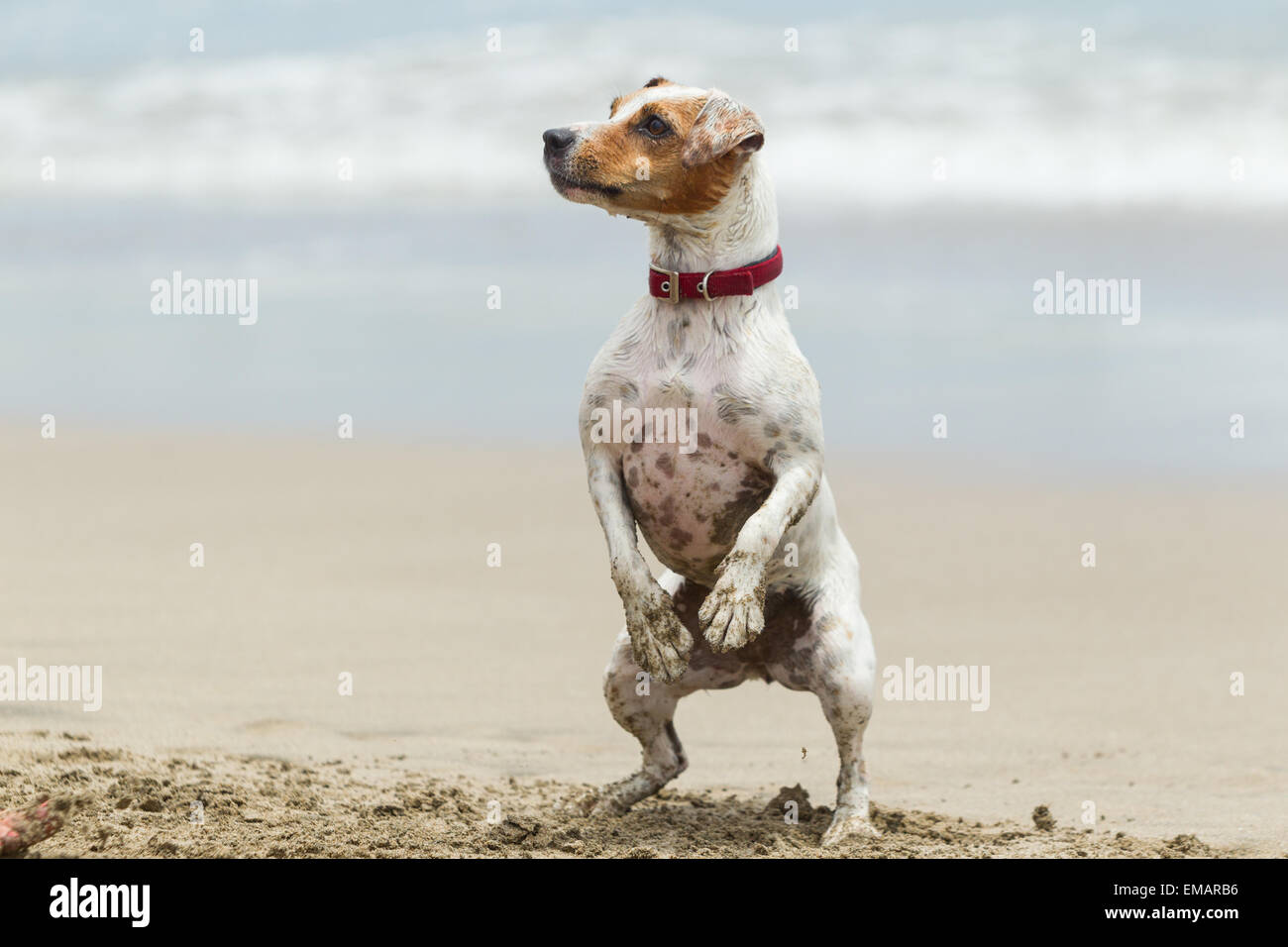 Jack russell dog stands hi-res stock photography and images - Alamy