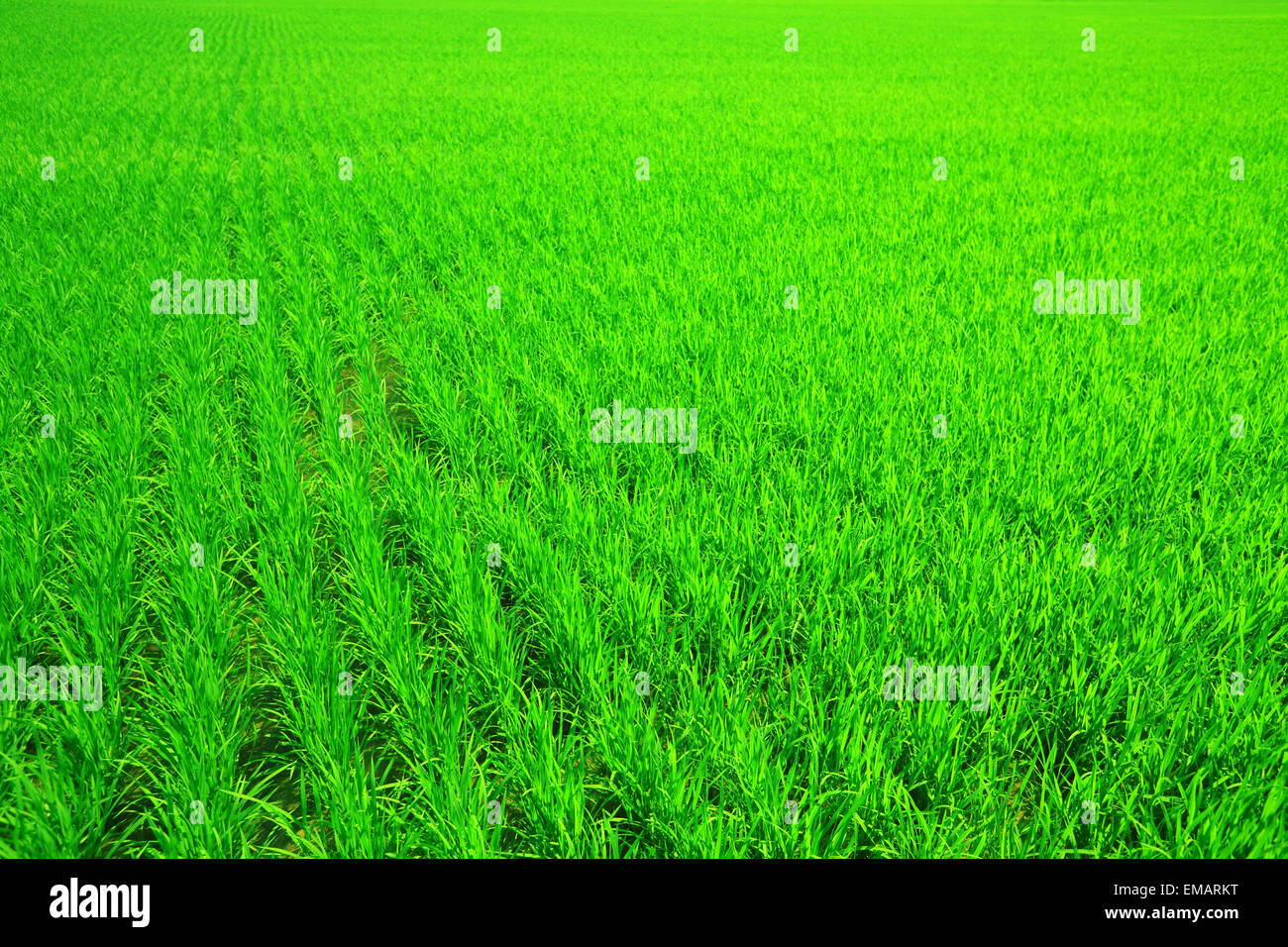 Green background. Rice field. Vietnam Stock Photo - Alamy