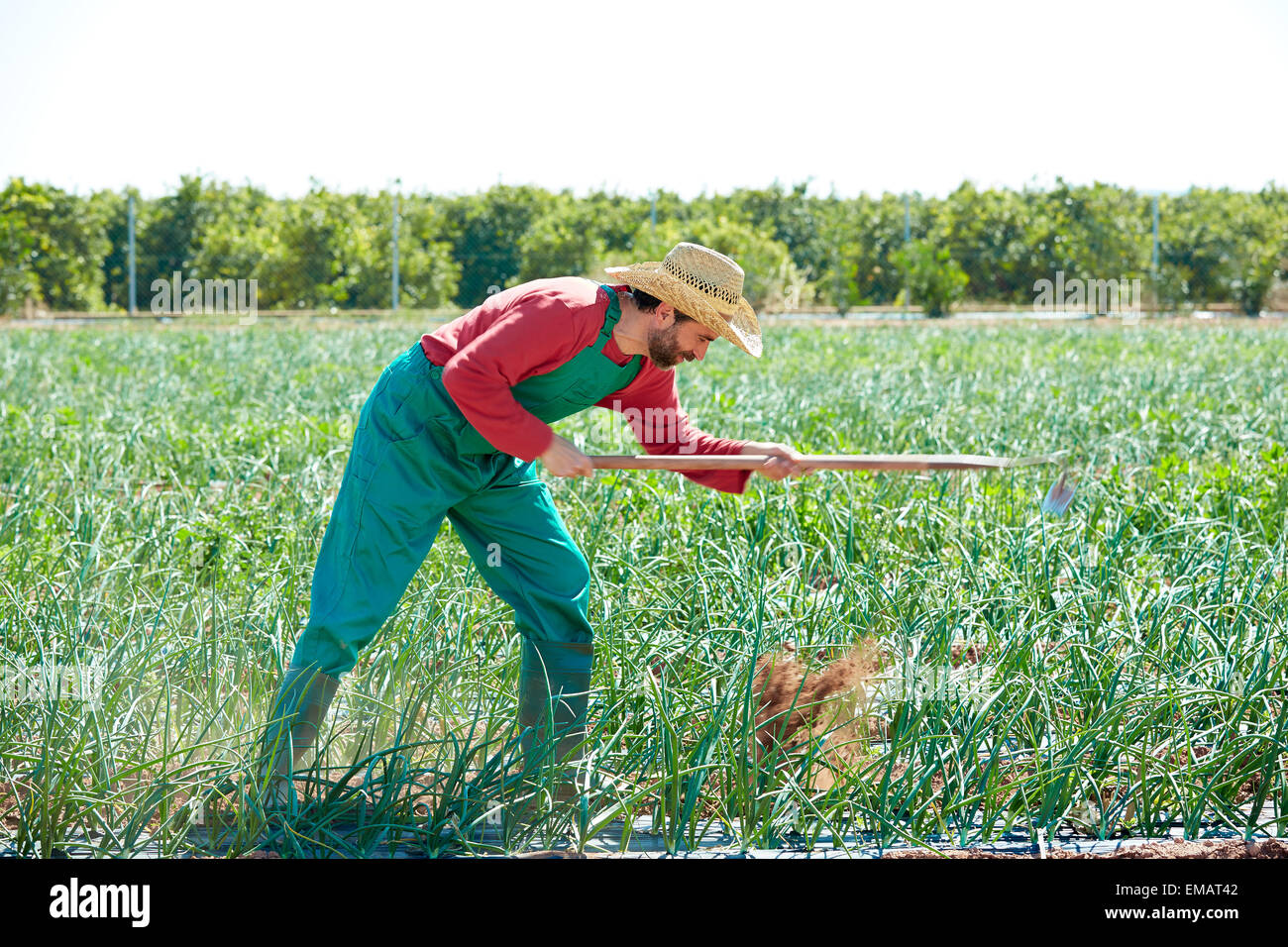 Farmer man working in onion orchard field with hoe tool Stock Photo - Alamy