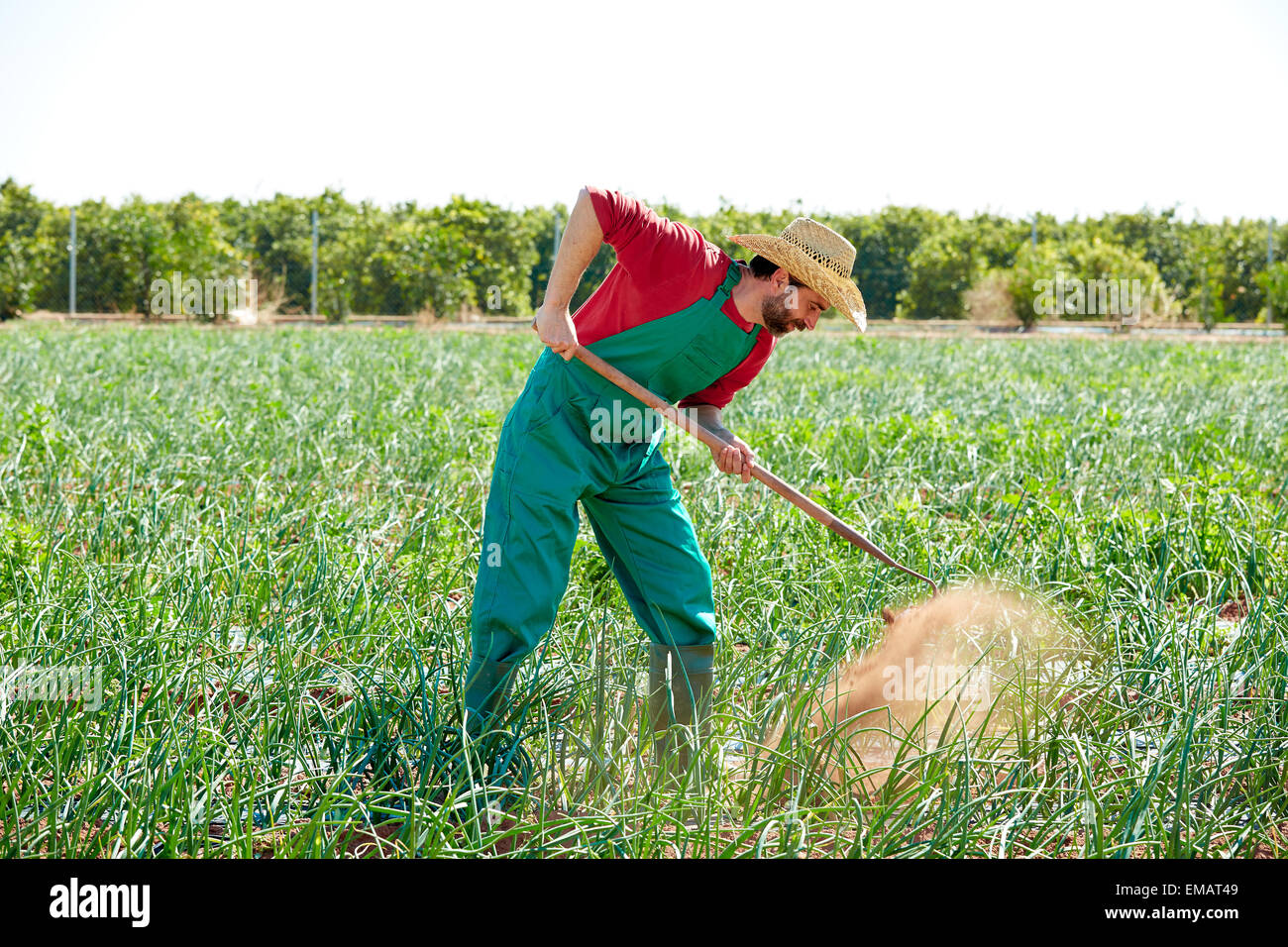 Farmer man working in onion orchard field with hoe tool Stock Photo - Alamy