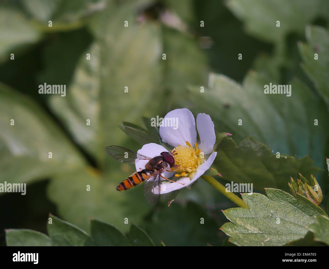 flight fly insect on flower background Stock Photo - Alamy