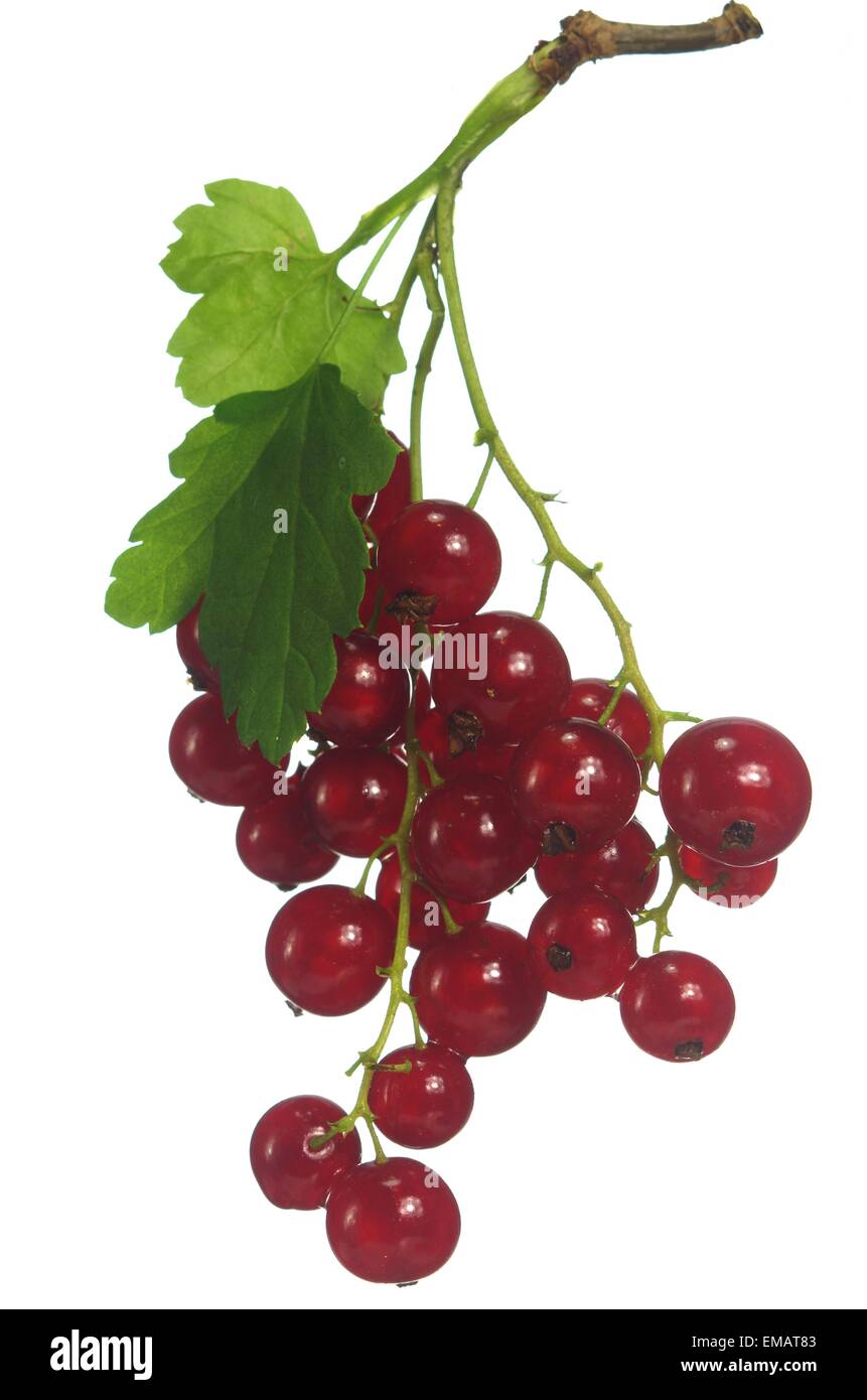 cluster red currants close isolated over white Stock Photo - Alamy