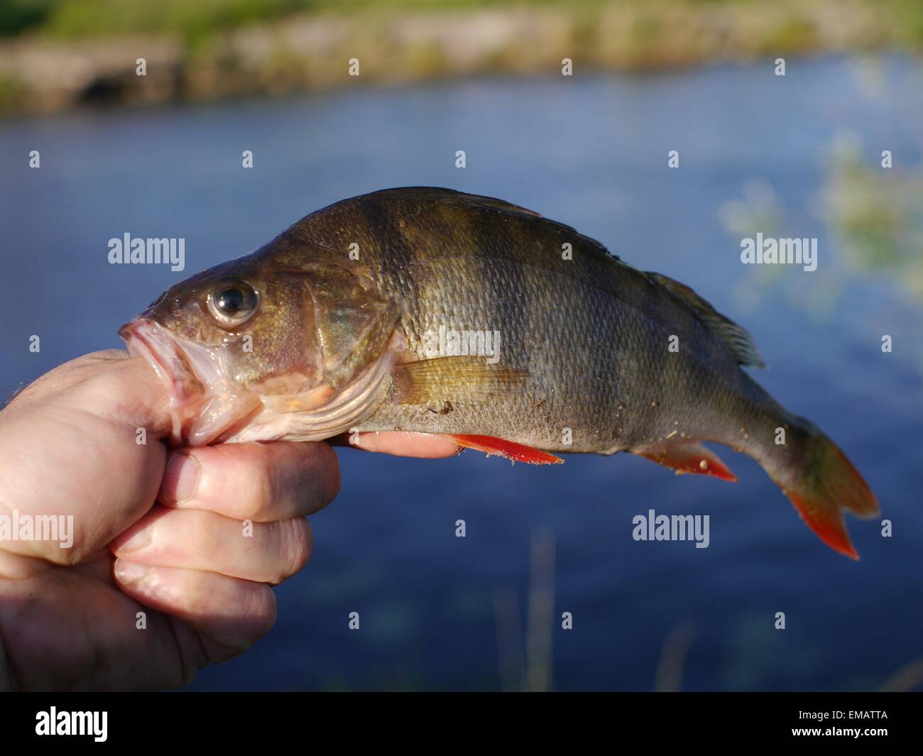 big perch in angler hand Stock Photo - Alamy