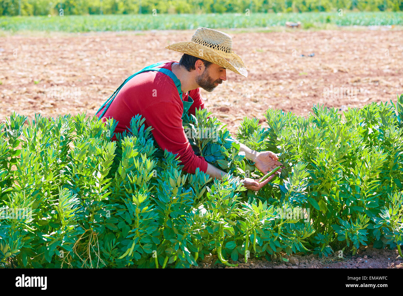 Farmer man harvesting lima beans in Mediterranean orchard field Stock ...