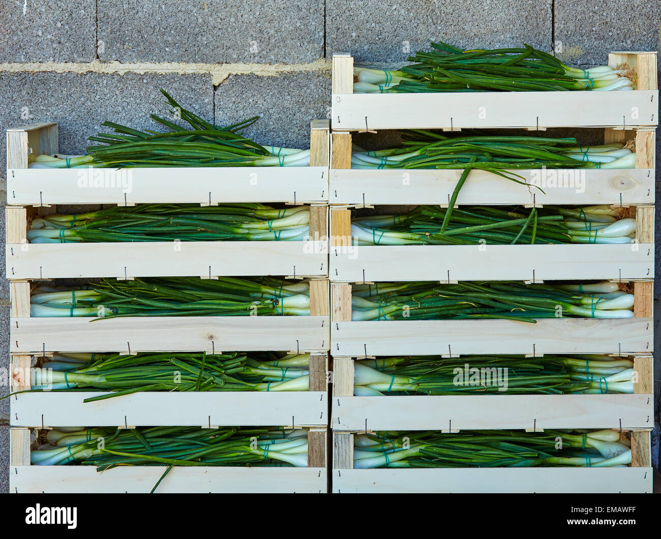 Onion harvest stacked in wooden basket boxes in Mediterranean area ...