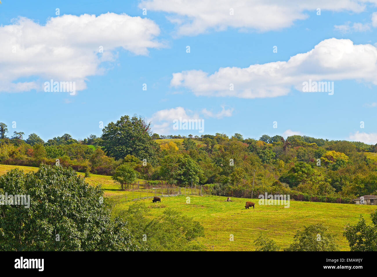 Animals on a hilly farm in Virginia during summer months Stock Photo ...
