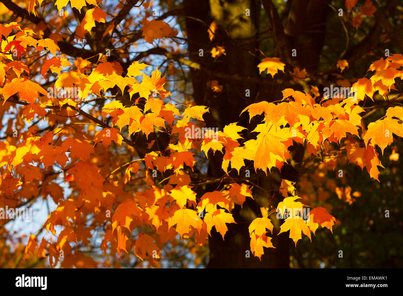 Bright colorful leaves of a maple tree in autumn Stock Photo - Alamy