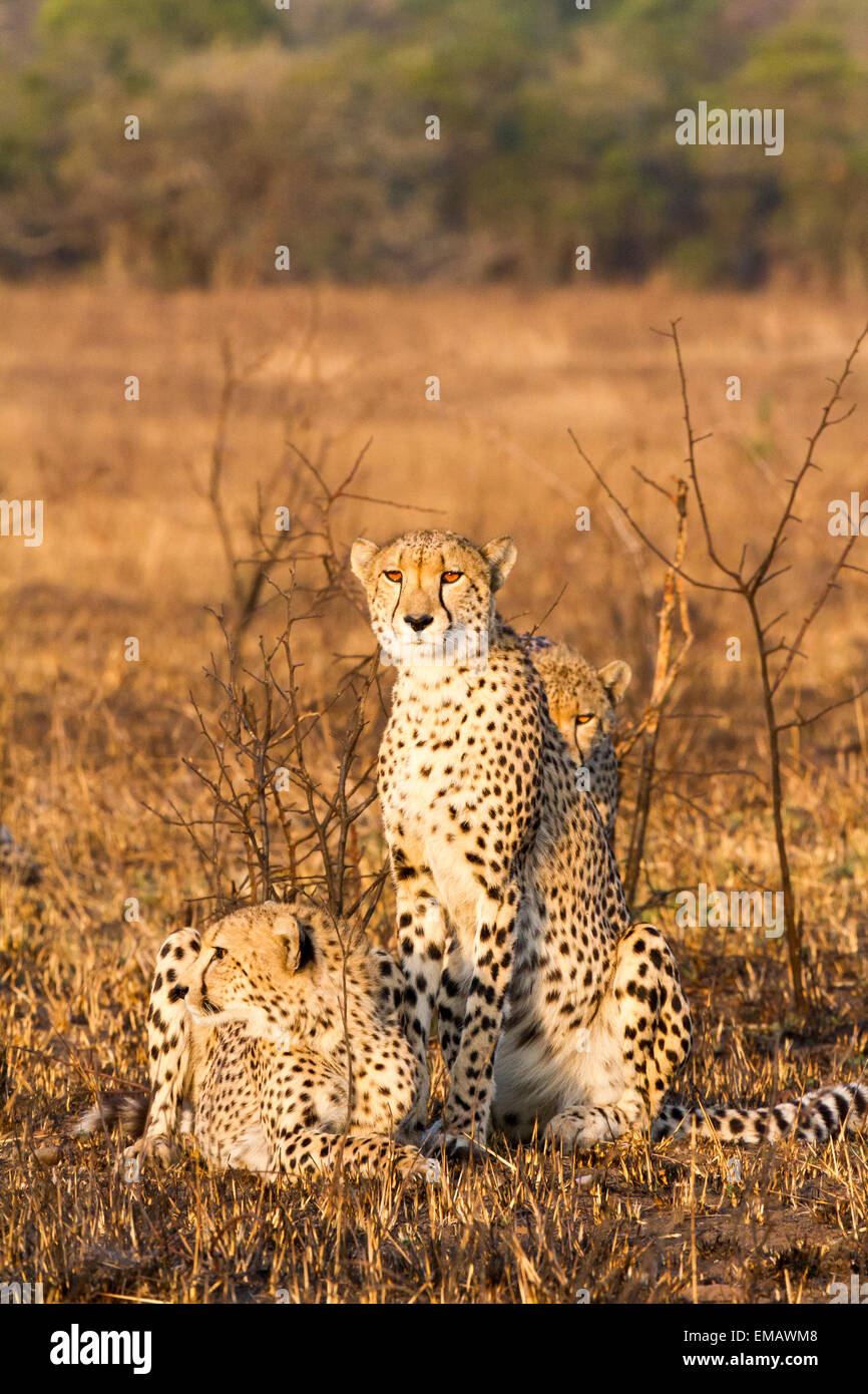 Female Cheetah with two sub-adult cubs, South Africa Stock Photo - Alamy