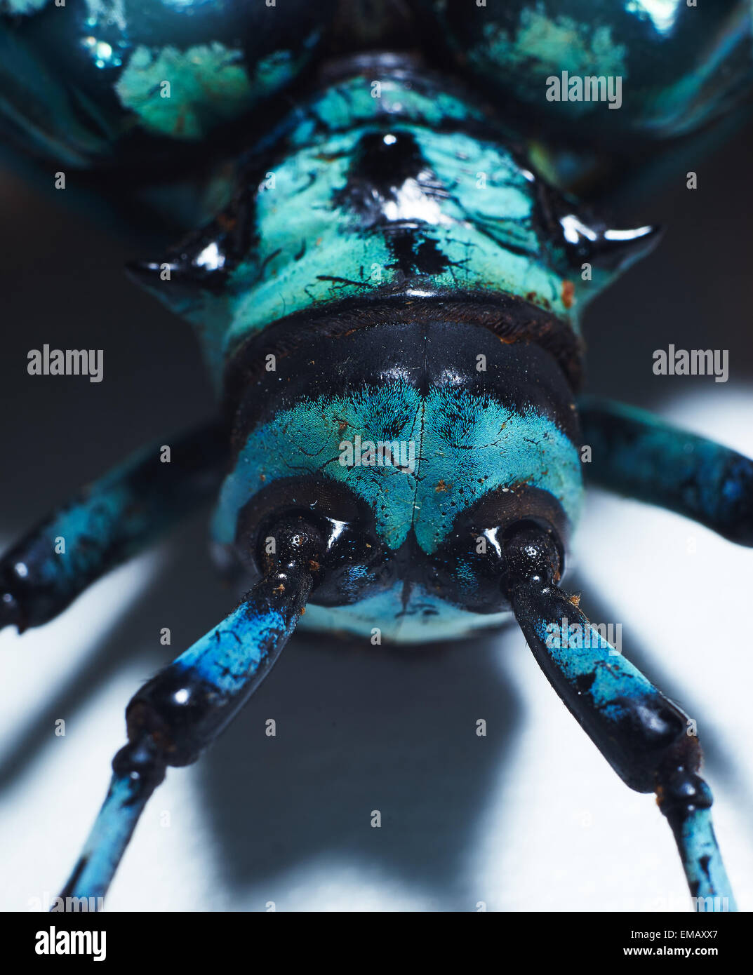 Scary bugs hi-res stock photography and images - Alamy