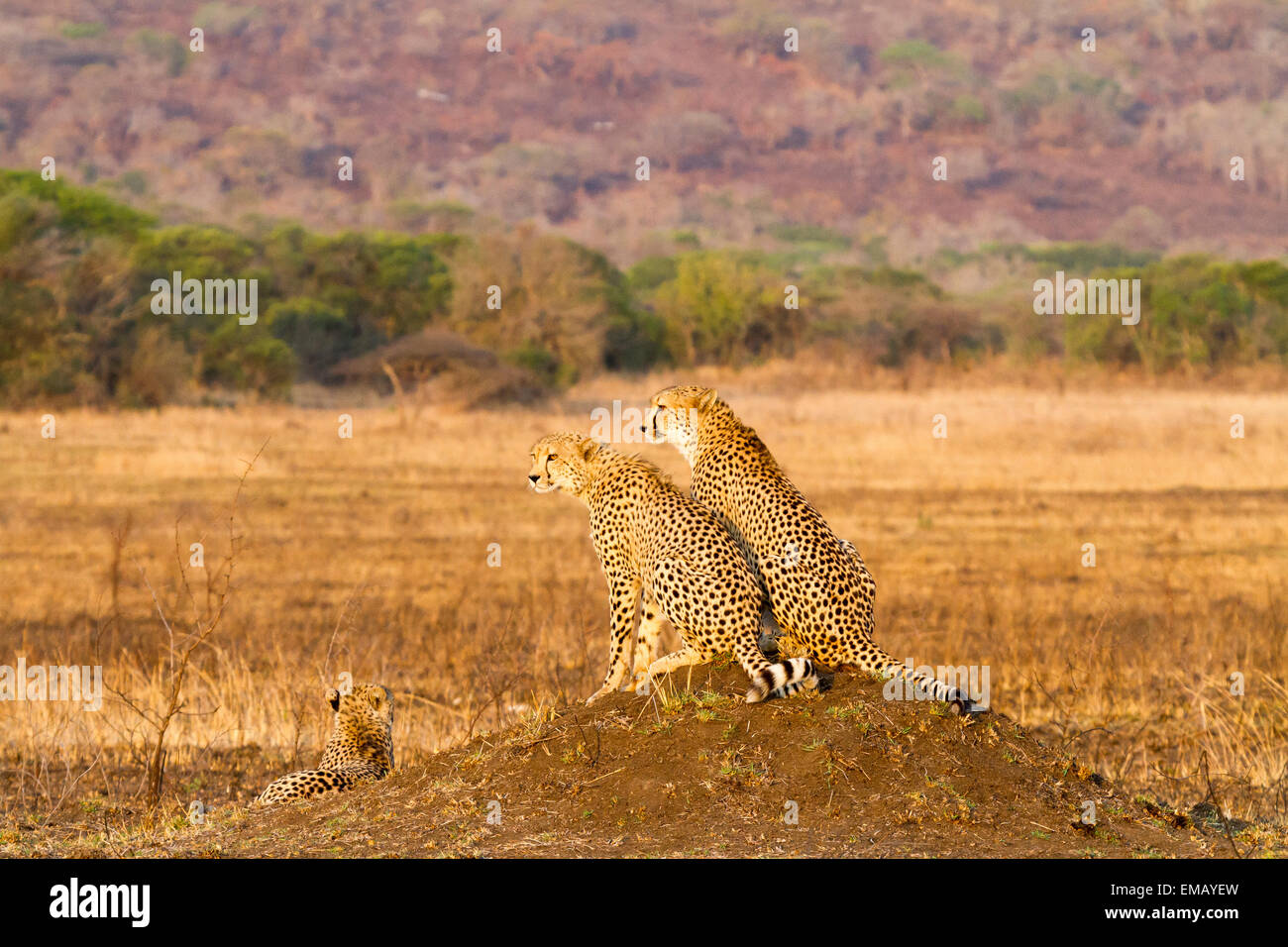 Three Cheetah, South Africa. One adult female with two sub-adult cubs ...