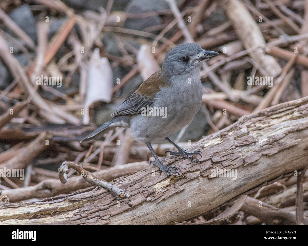 Shrikethrush hi-res stock photography and images - Alamy