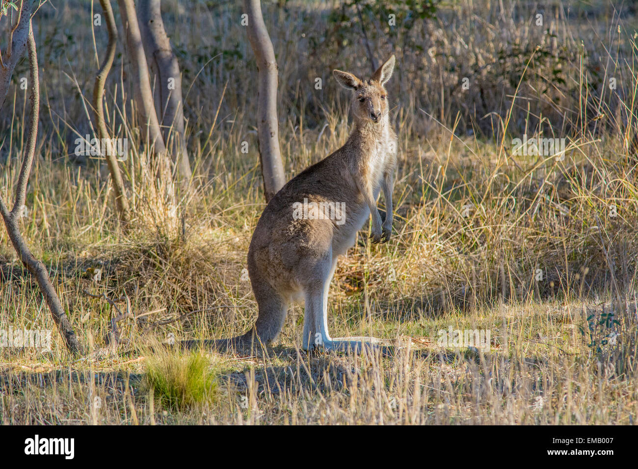 Eastern Grey Kangaroo Stock Photo - Alamy