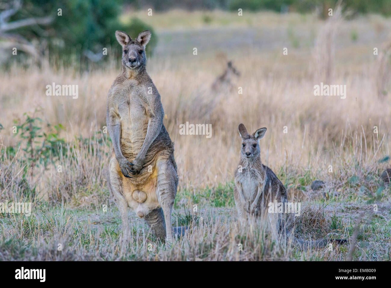 Eastern Grey Kangaroo Stock Photo - Alamy