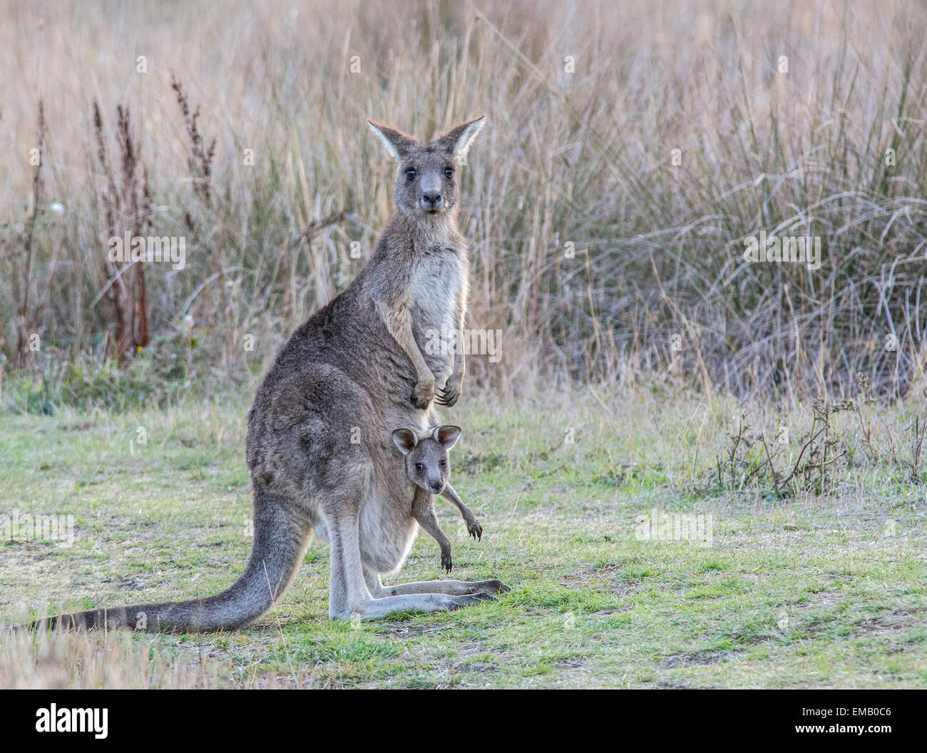 Eastern Grey Kangaroo Stock Photo - Alamy