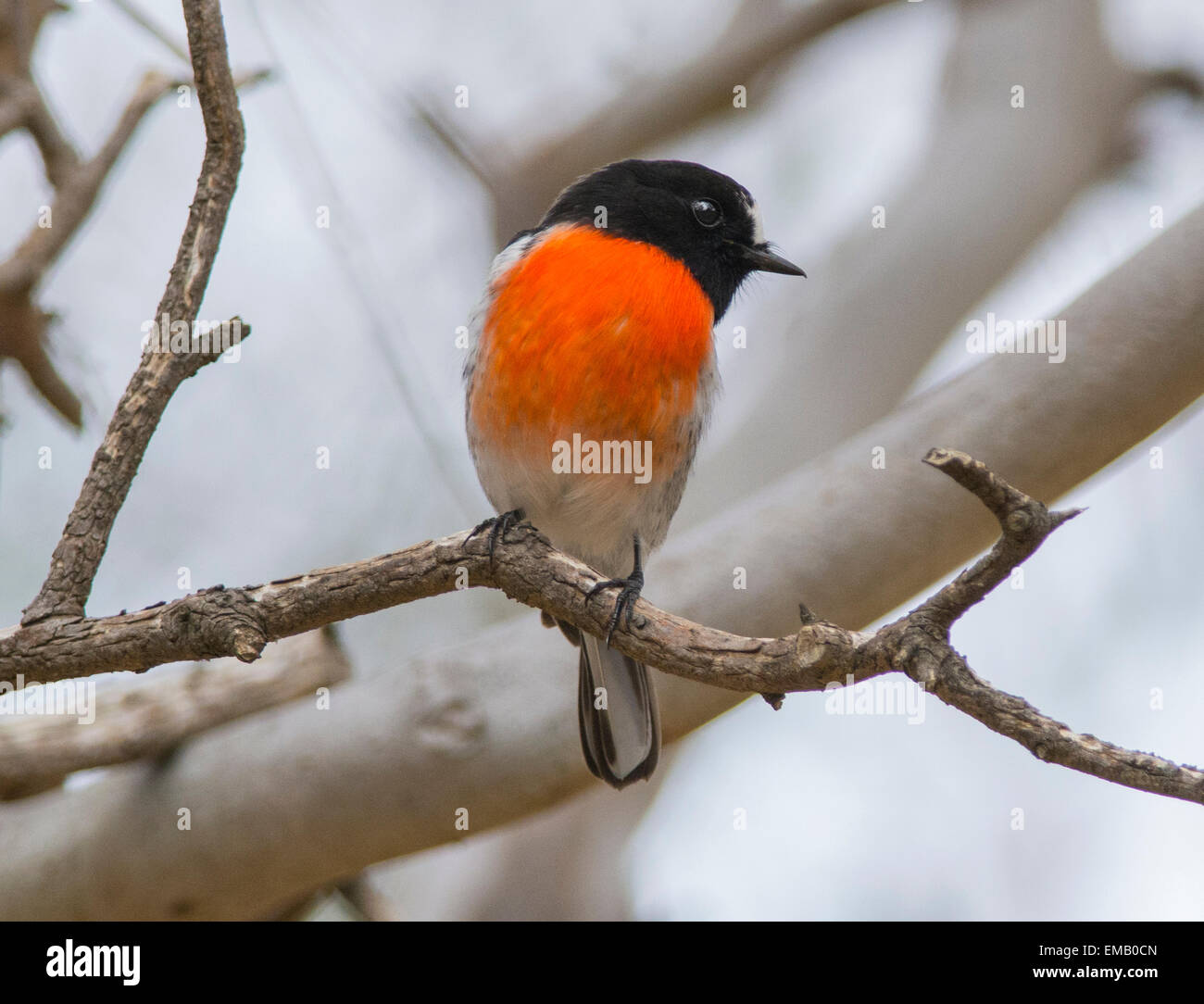 Red robin bush hi-res stock photography and images - Alamy