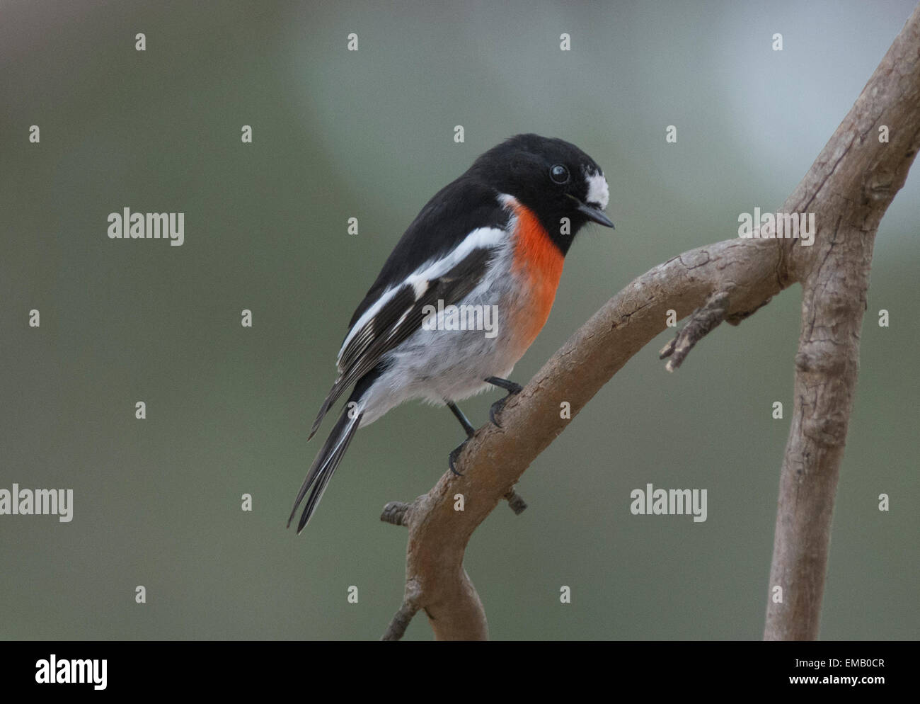 Red robin bush hi-res stock photography and images - Alamy