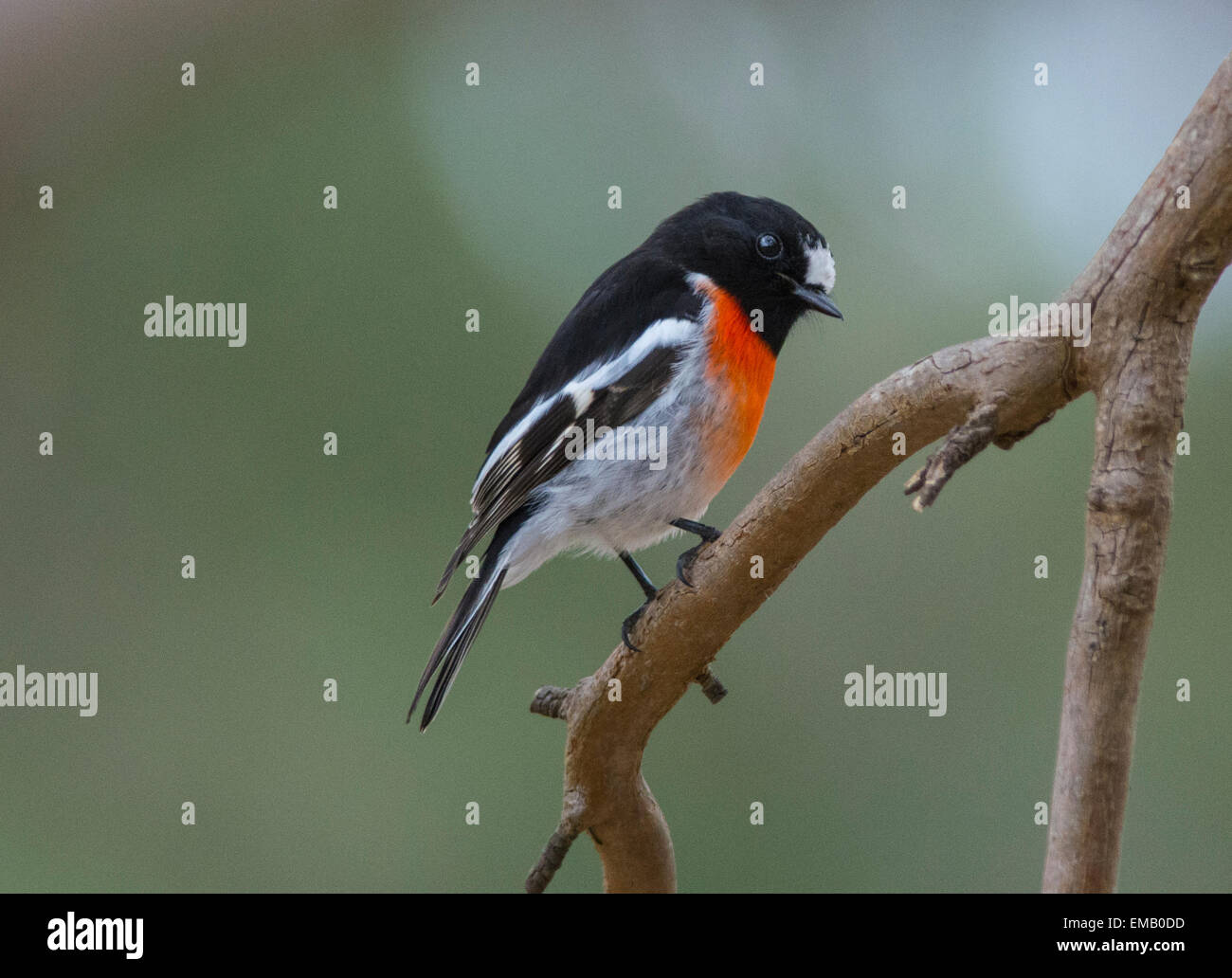 Scarlet Robin Stock Photo - Alamy