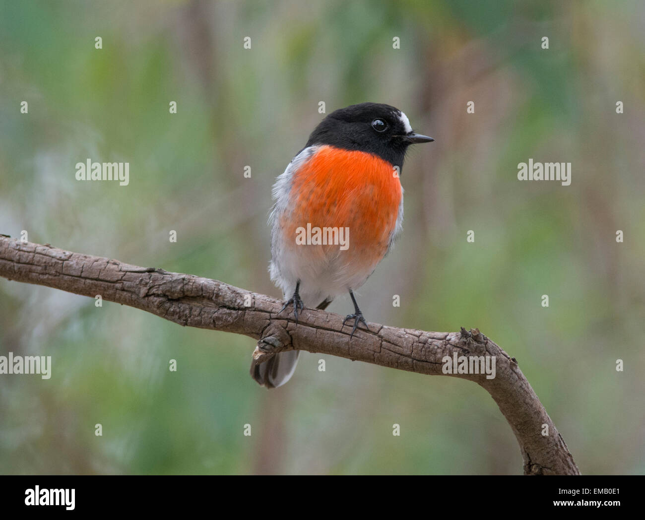 Red robin bush hi-res stock photography and images - Alamy