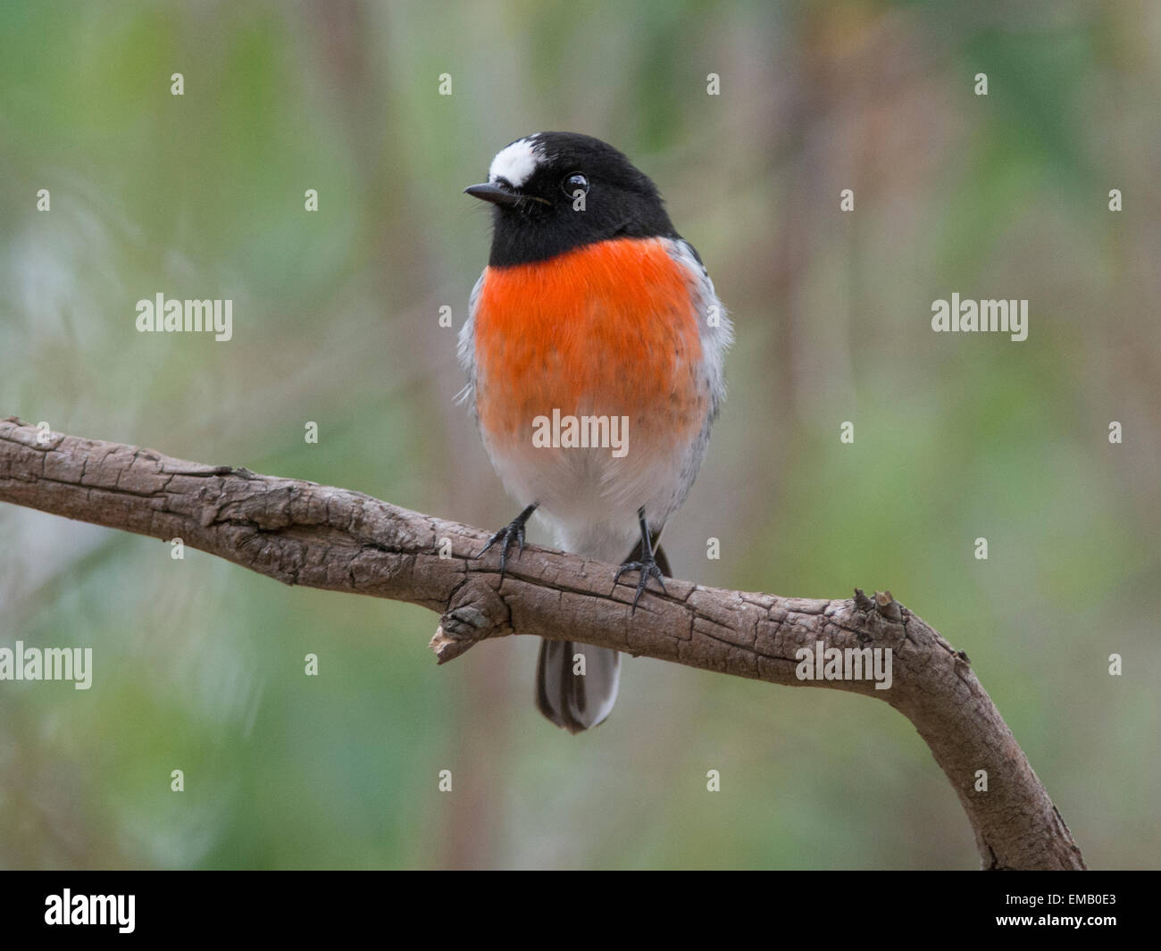 Red robin bush hi-res stock photography and images - Alamy