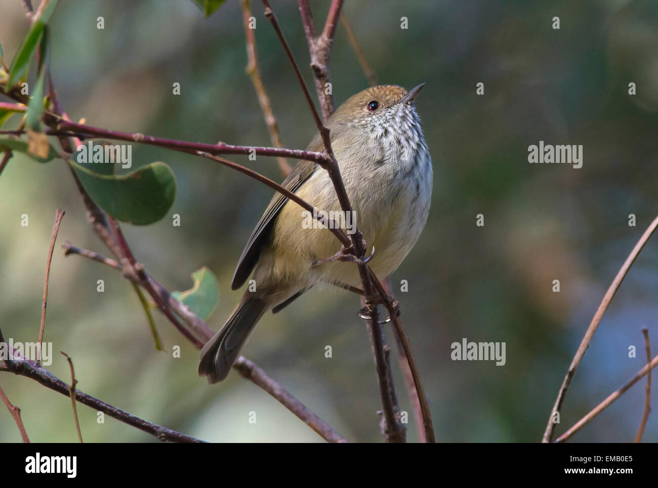 Thornbill hi-res stock photography and images - Alamy
