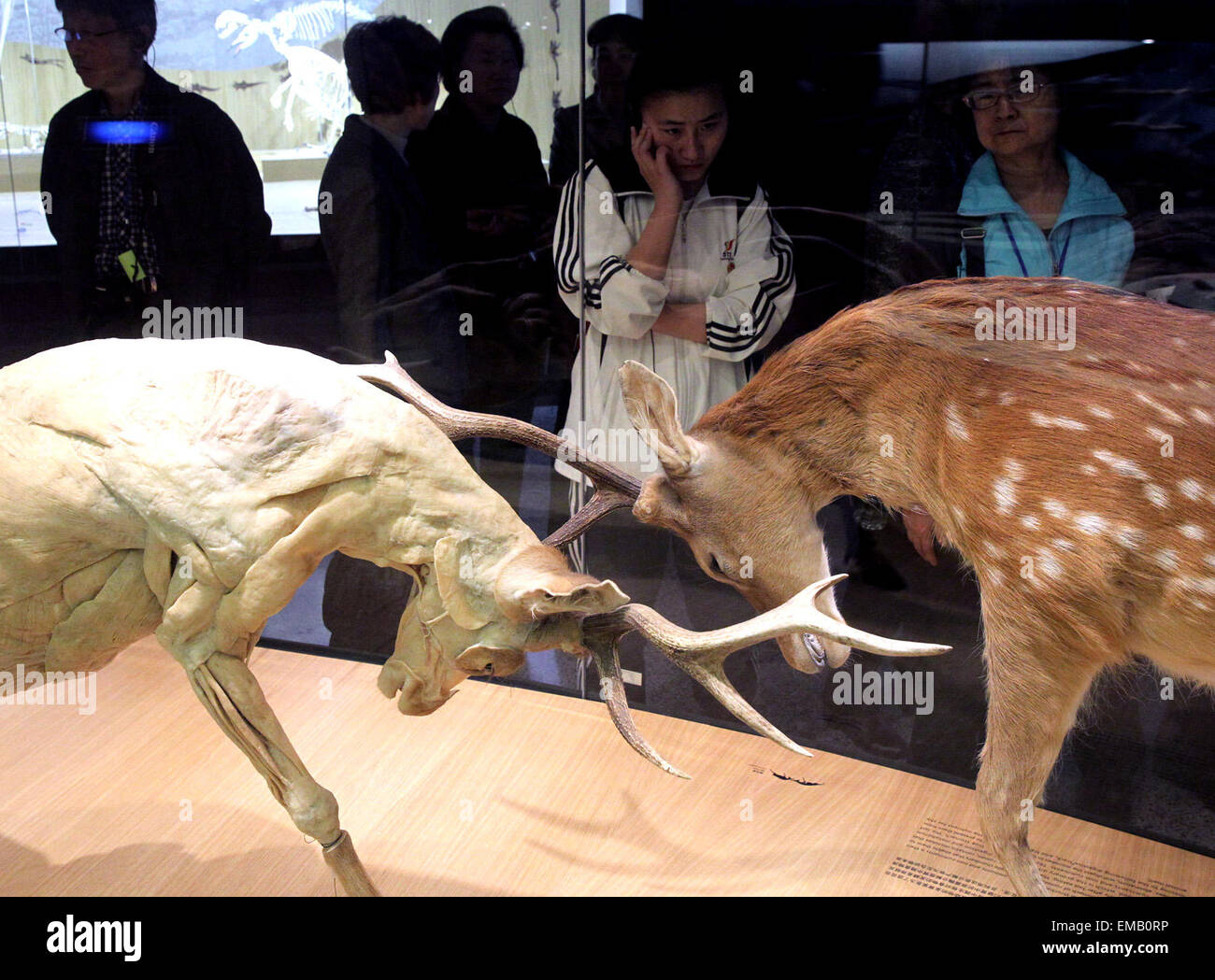 Giant panda skeleton hi-res stock photography and images - Alamy