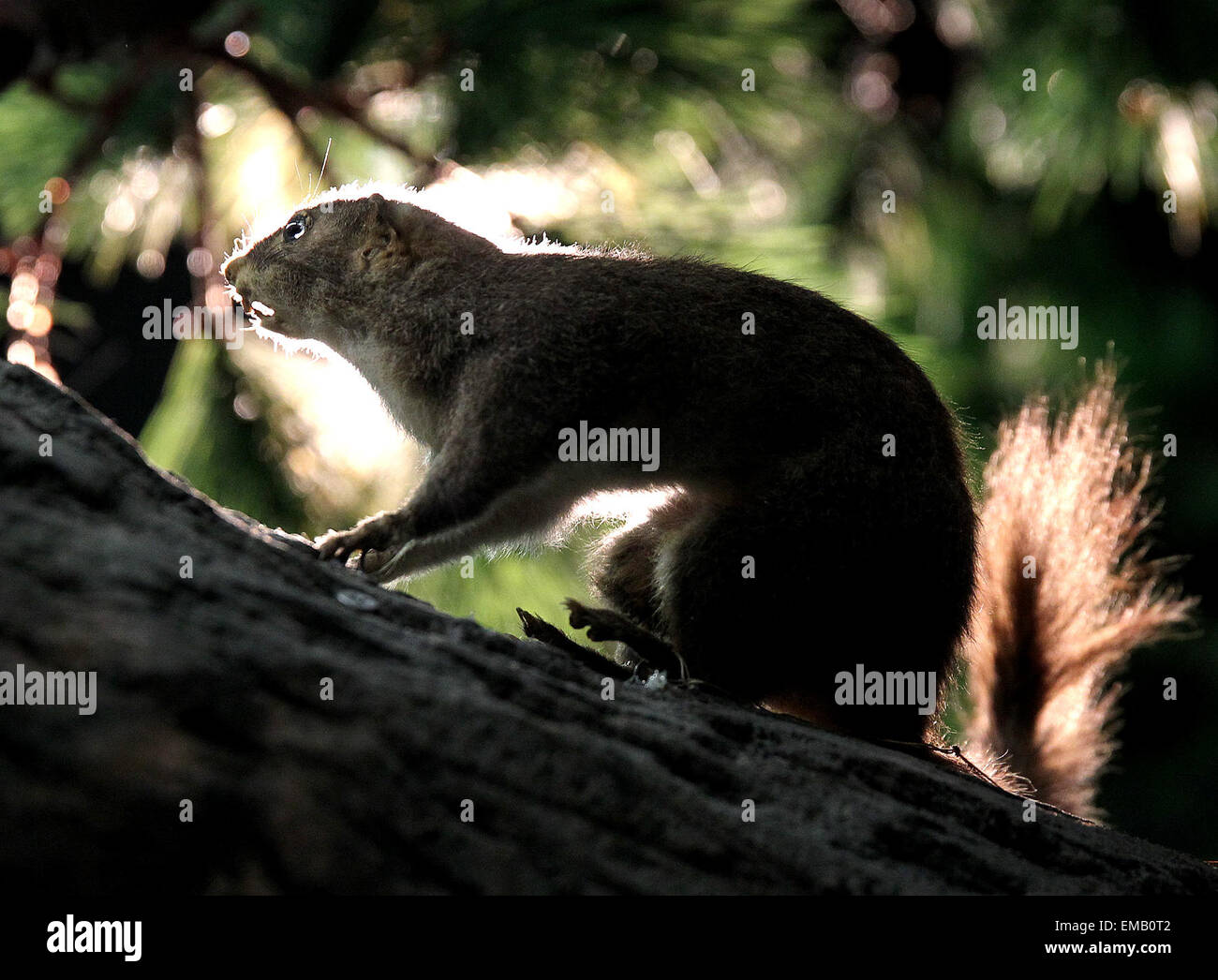 Red squirrel skeleton hi-res stock photography and images - Alamy