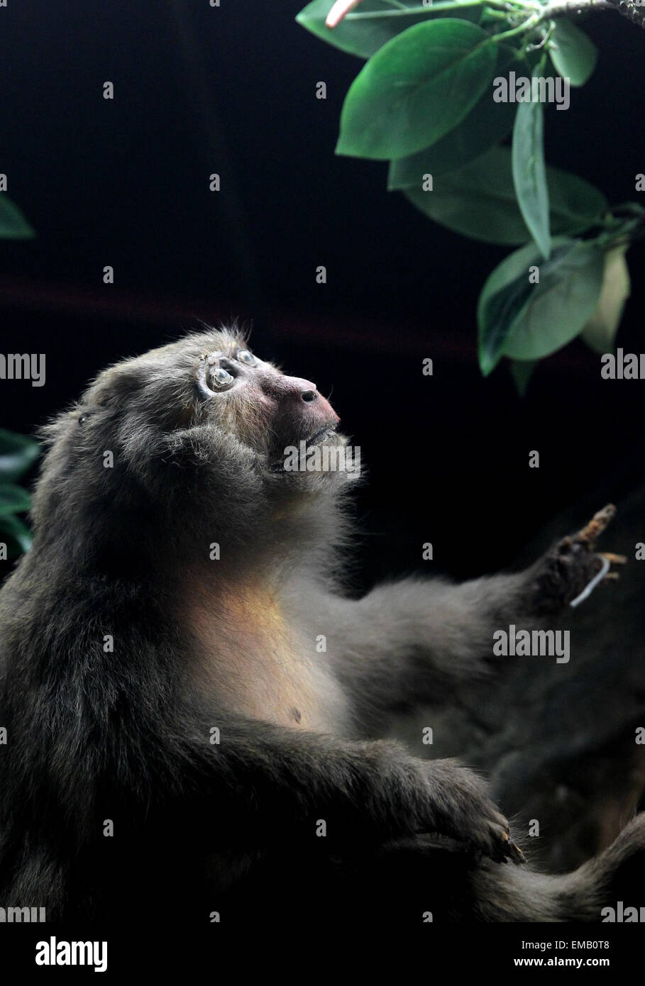 Macaque skeleton hi-res stock photography and images - Alamy