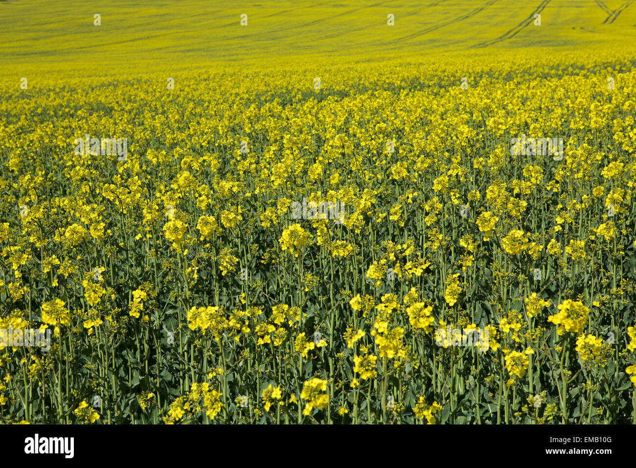 Field of Rapeseed in full bloom. Full frame of flowers sharp focus in foreground with endless ...