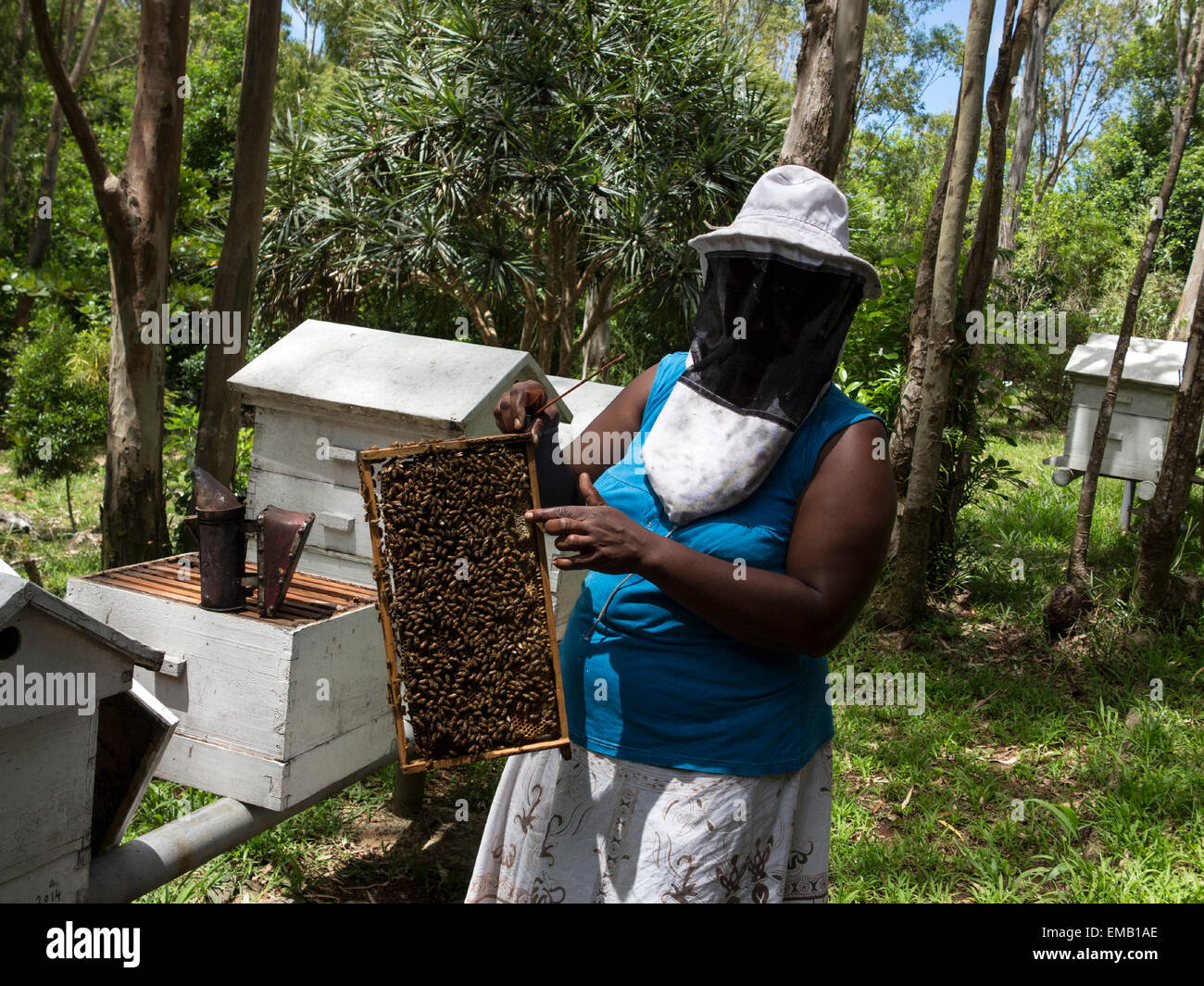 Miel Victoria Bigara centre ouest ile Rodrigues Mauritius, Indian Ocean ...