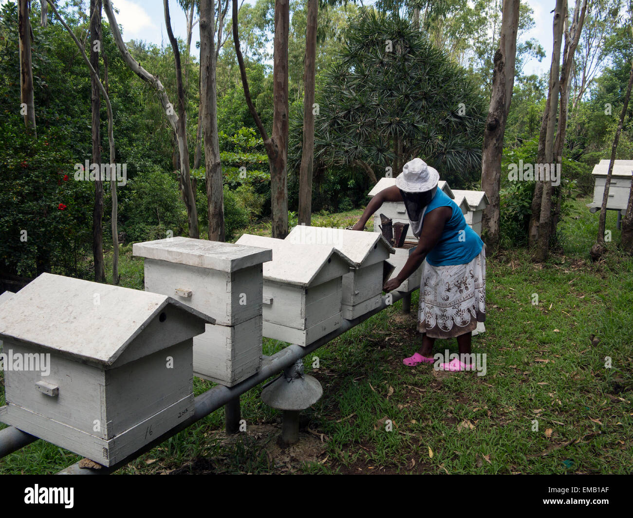 Abeilles miel hi-res stock photography and images - Alamy
