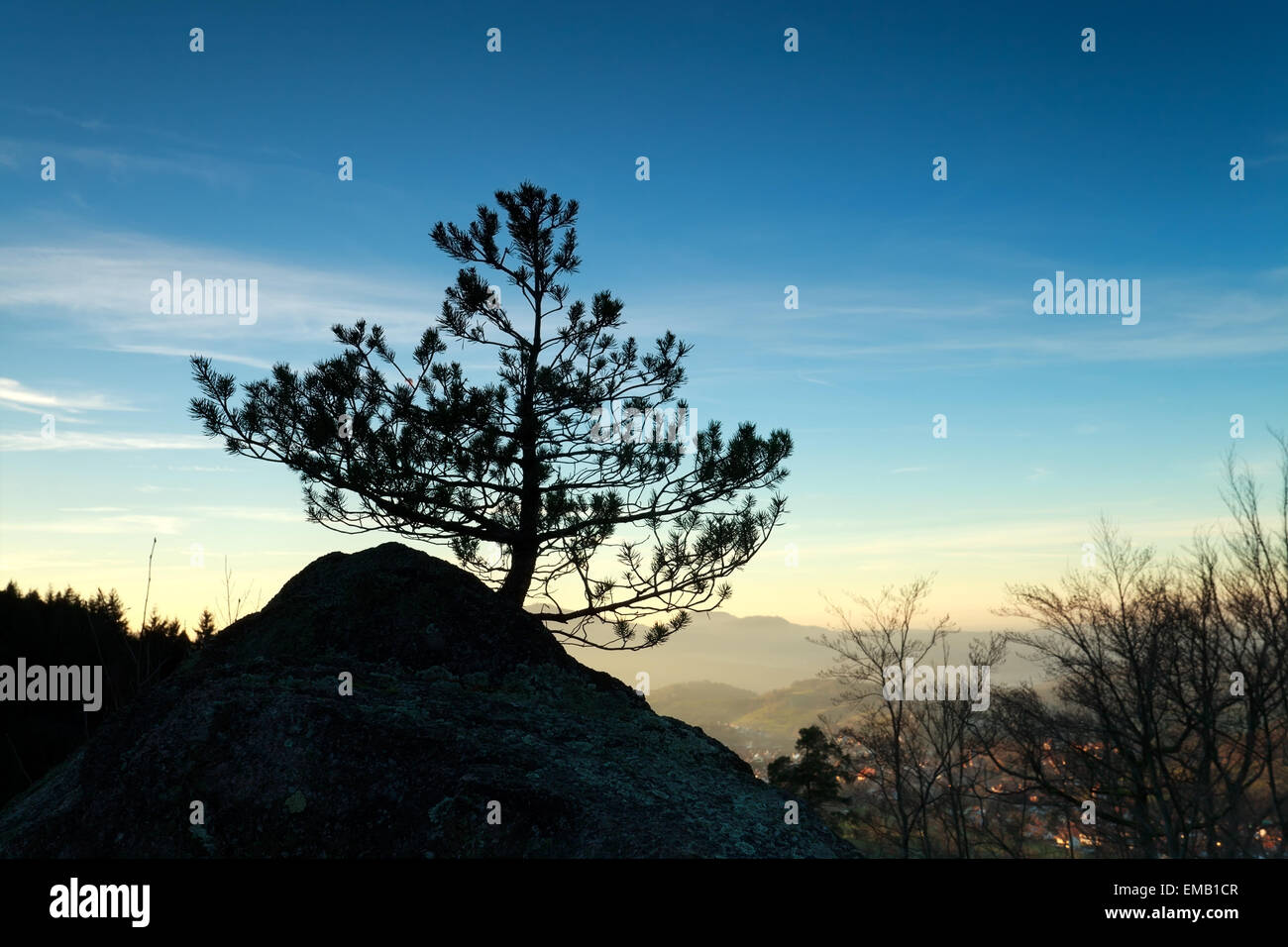 Dark pine tree hi-res stock photography and images - Alamy