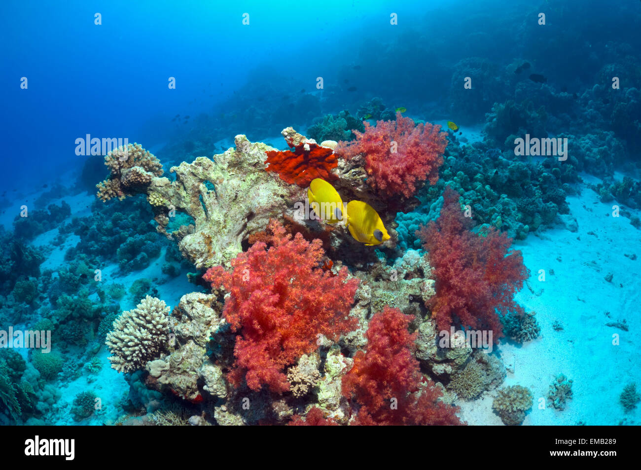 Golden butterflyfish (Chaetodon semilarvatus) with soft corals ...