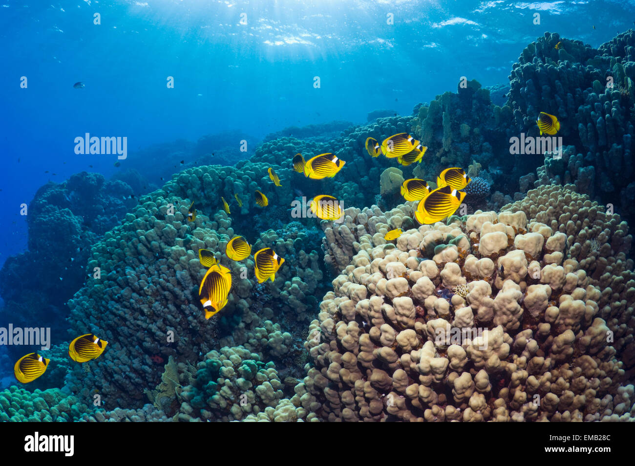 Red Sea raccoon butterflyfish (Chaetodon fasciatus) over coral reef ...