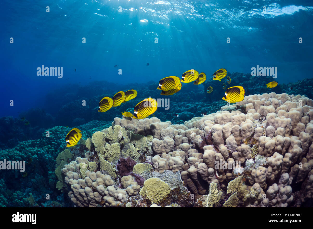 Red Sea raccoon butterflyfish (Chaetodon fasciatus) over coral reef ...
