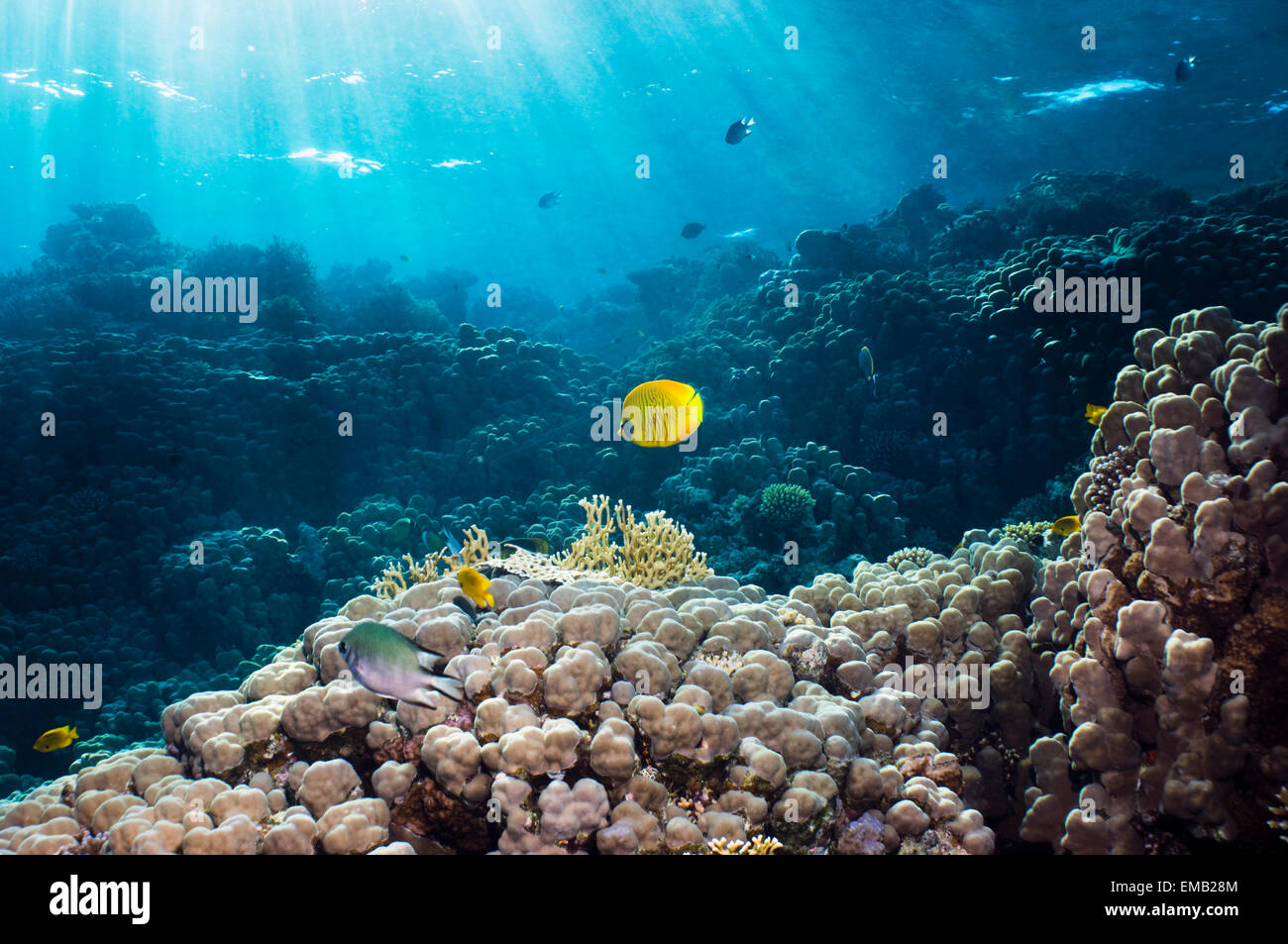 Golden butterflyfish (Chaetodon semilarvatus) over coral reef with ...