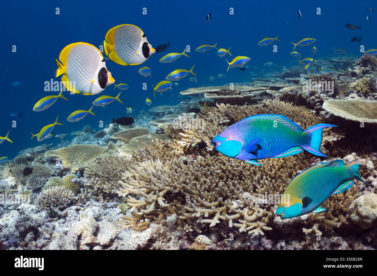 Reef parrotfish High Resolution Stock Photography and Images - Alamy