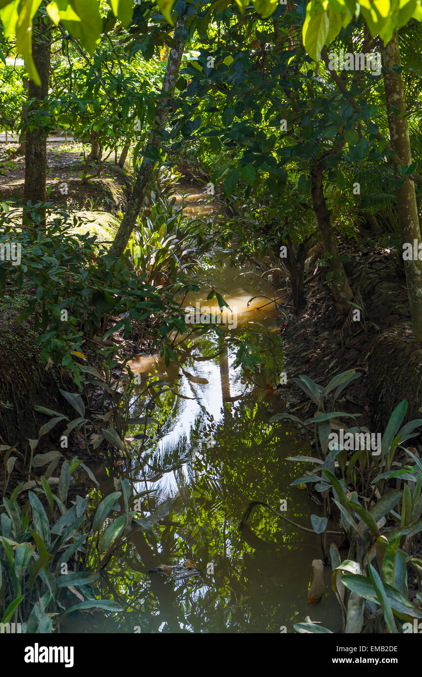 Palm Trees and Ferns in the Mekong Delta Stock Photo - Alamy