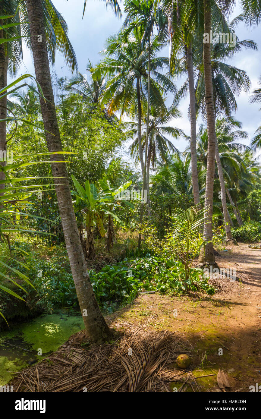 Palm Trees and Ferns in the Mekong Delta Stock Photo - Alamy