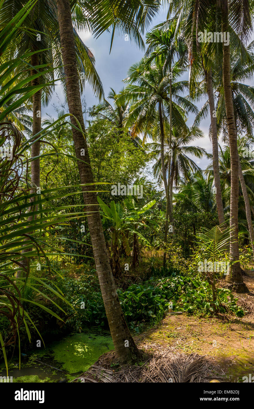 Palm Trees and Ferns in the Mekong Delta Stock Photo - Alamy