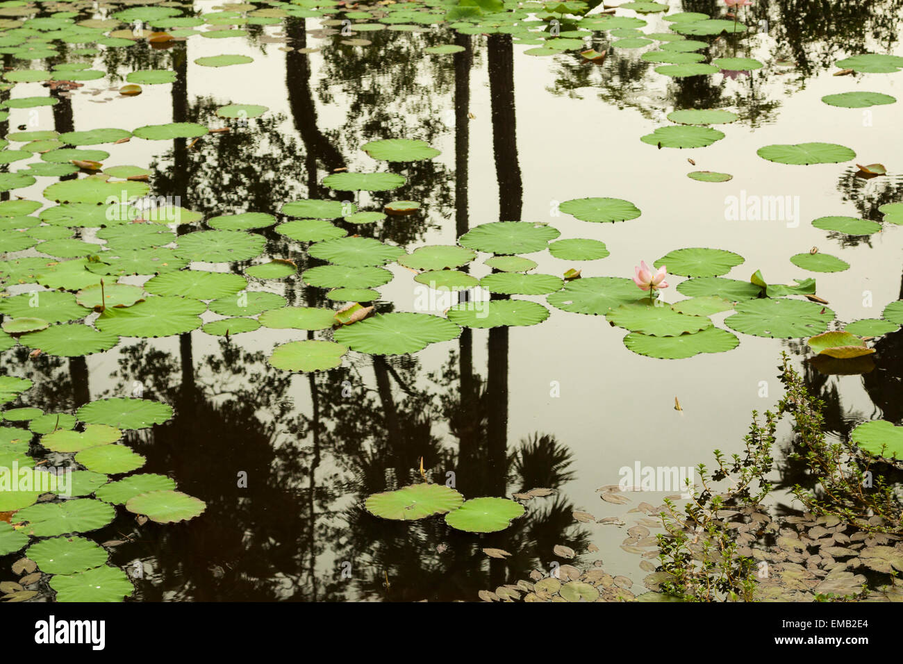 Nature - reflection - scene Stock Photo - Alamy