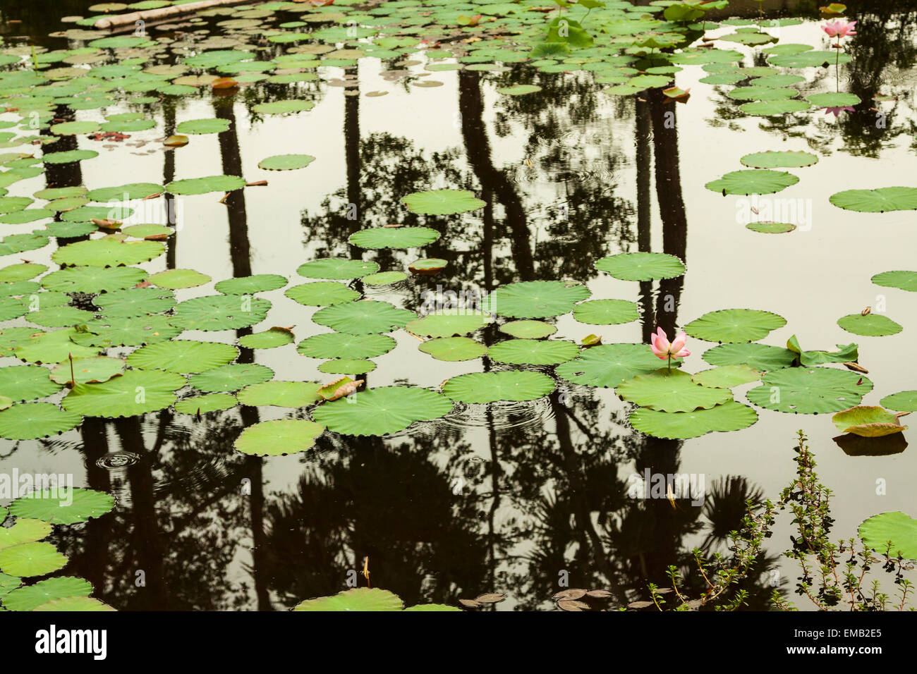 Nature - reflection - scene Stock Photo - Alamy