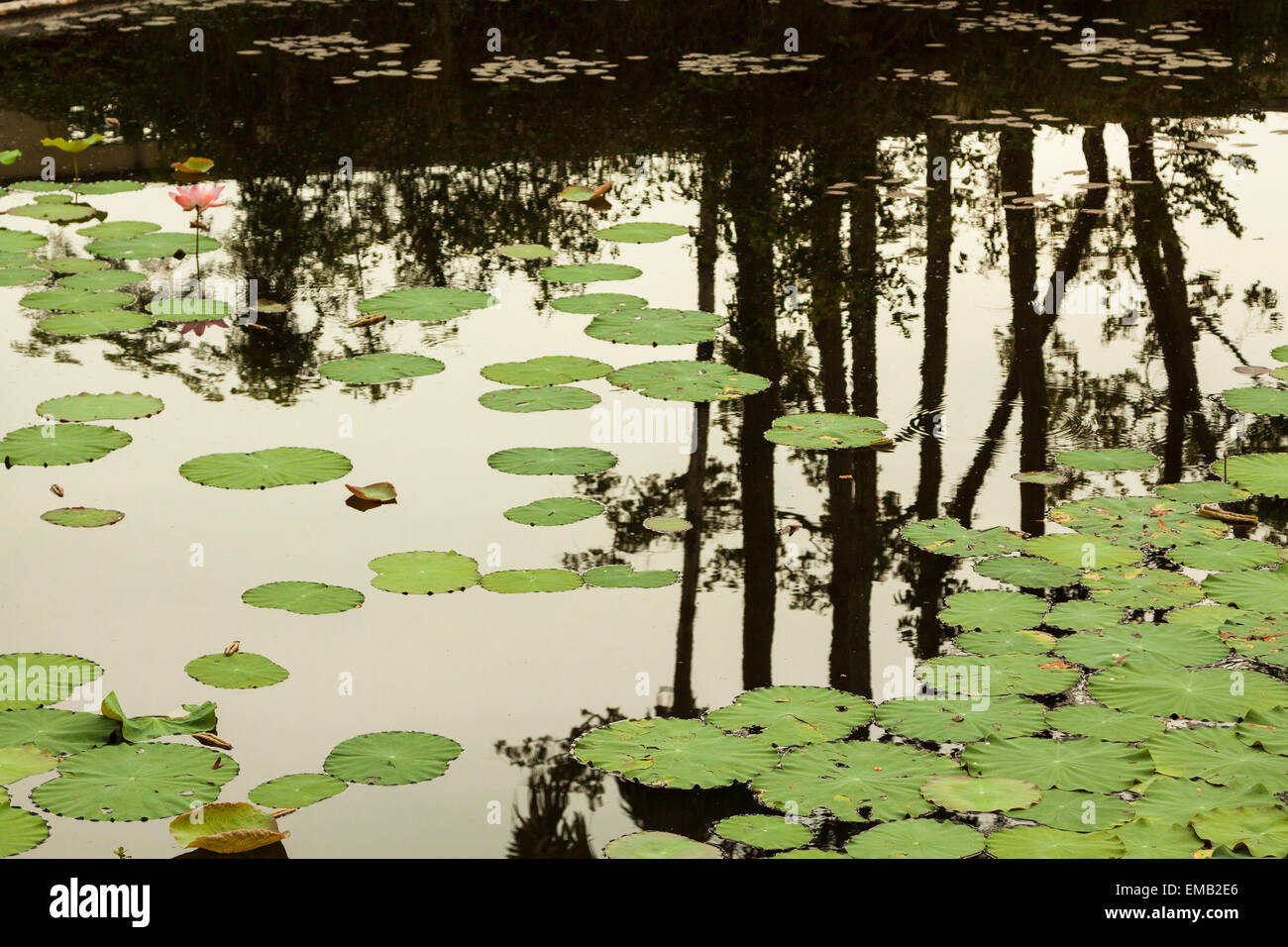 Nature - reflection - scene Stock Photo - Alamy