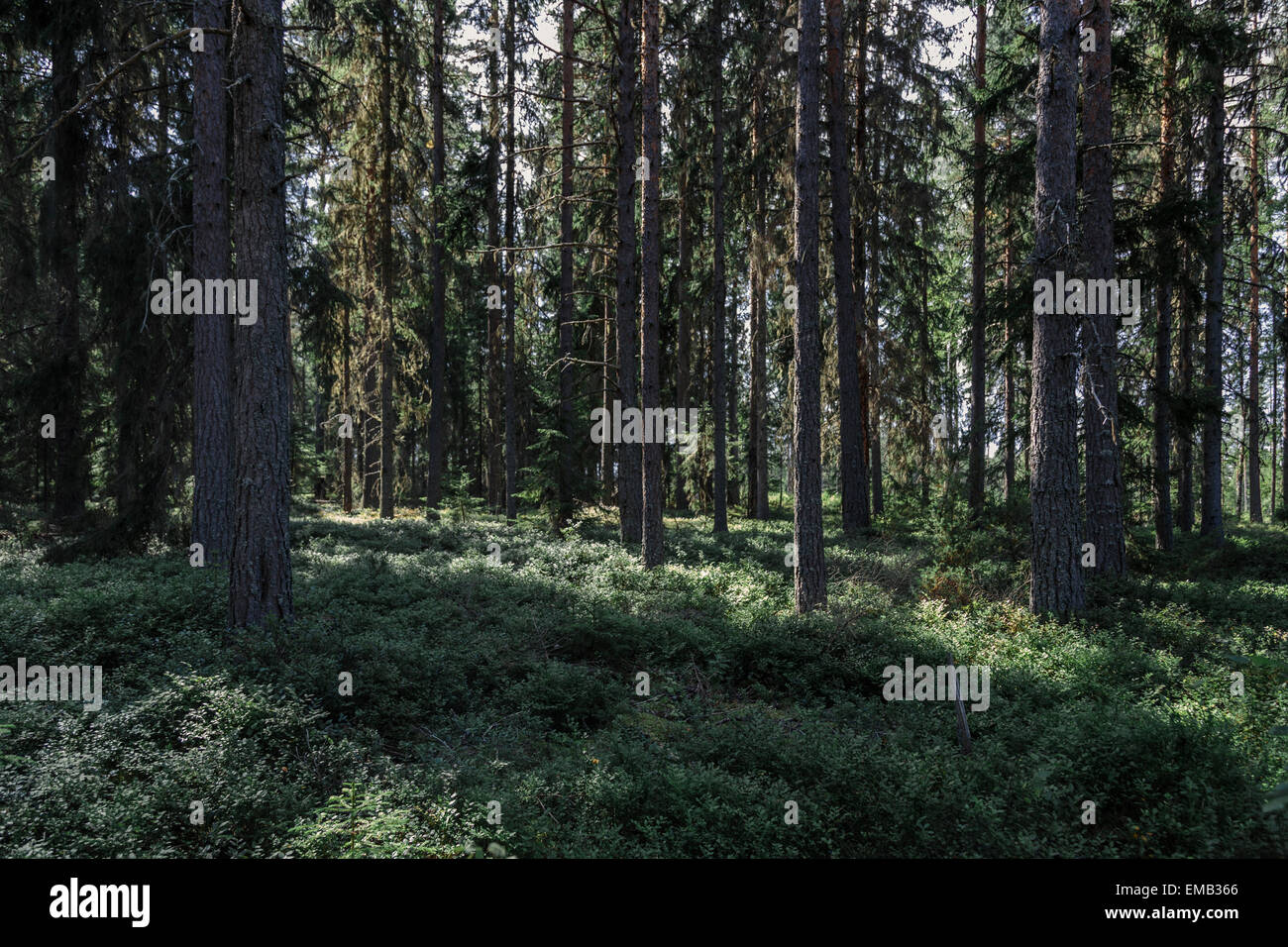 Swedish forests hi-res stock photography and images - Alamy