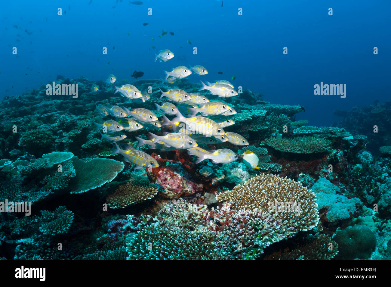 Yellowspot emperor (Gnathodentex aurolineatus) schooling on coral reef ...