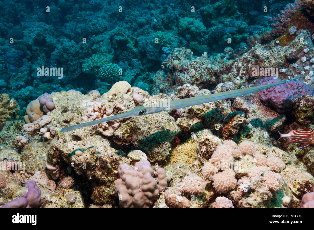 Cornetfish or Flutemouth (Fistularia commersoni) Egypt, Red Sea Stock ...