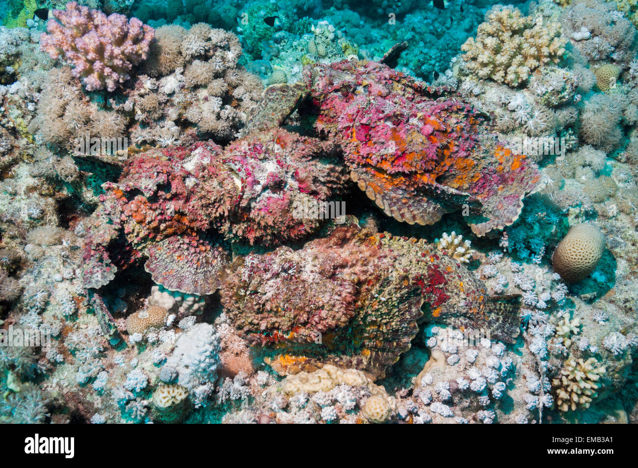 A group of five Reef stonefish (Synanceia verrucosa) in a mating ...